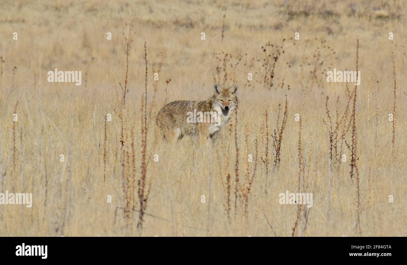 Coyote island hi-res stock photography and images - Alamy