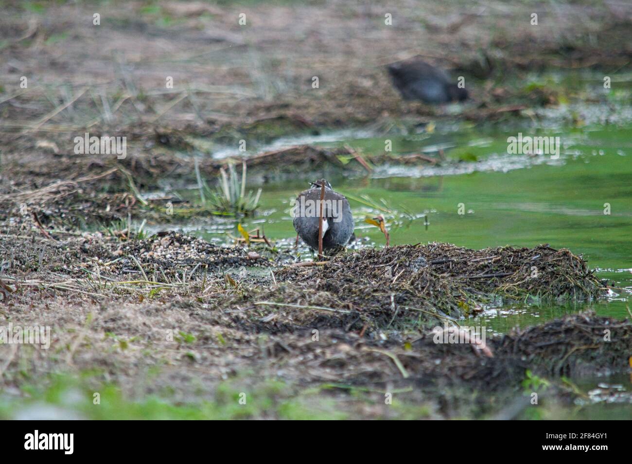 A wader bird in a park with bushes Stock Photo - Alamy