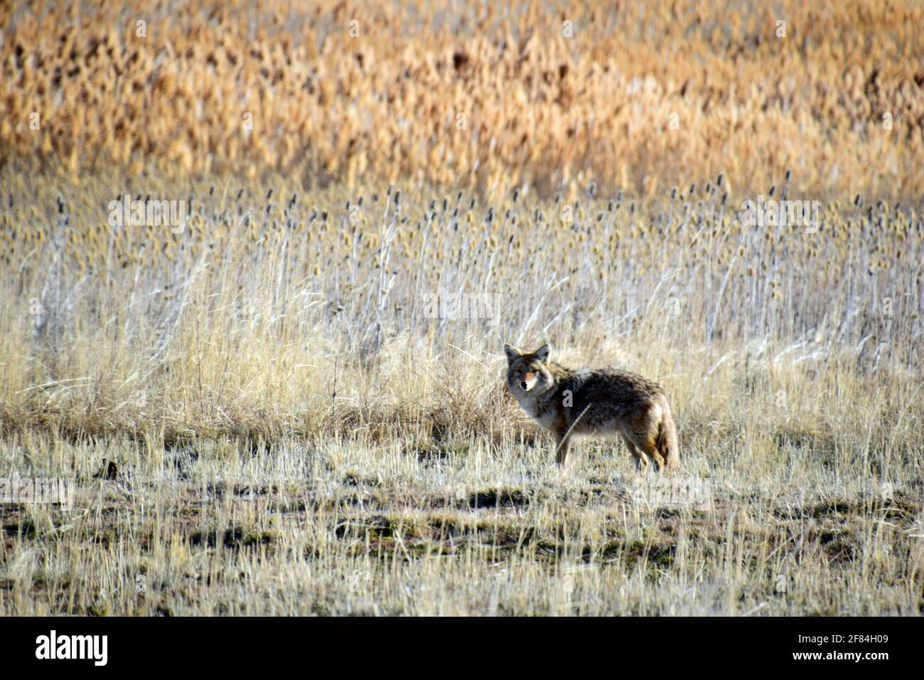 Coyote island hi-res stock photography and images - Alamy
