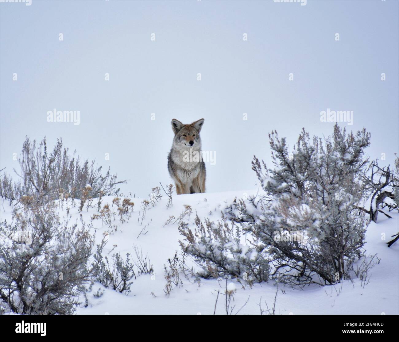 Antelope island coyote hi-res stock photography and images - Alamy
