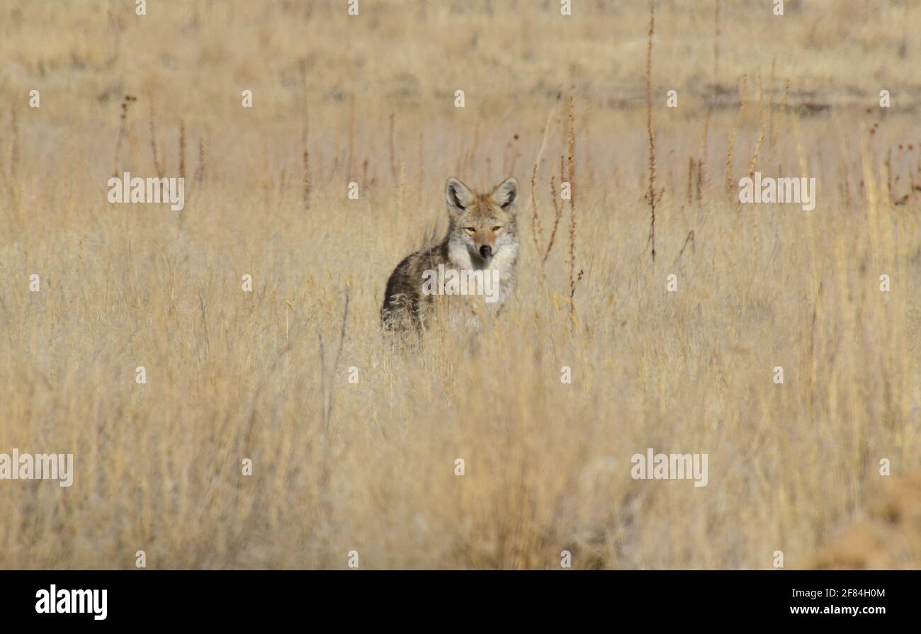 Coyote island hi-res stock photography and images - Alamy