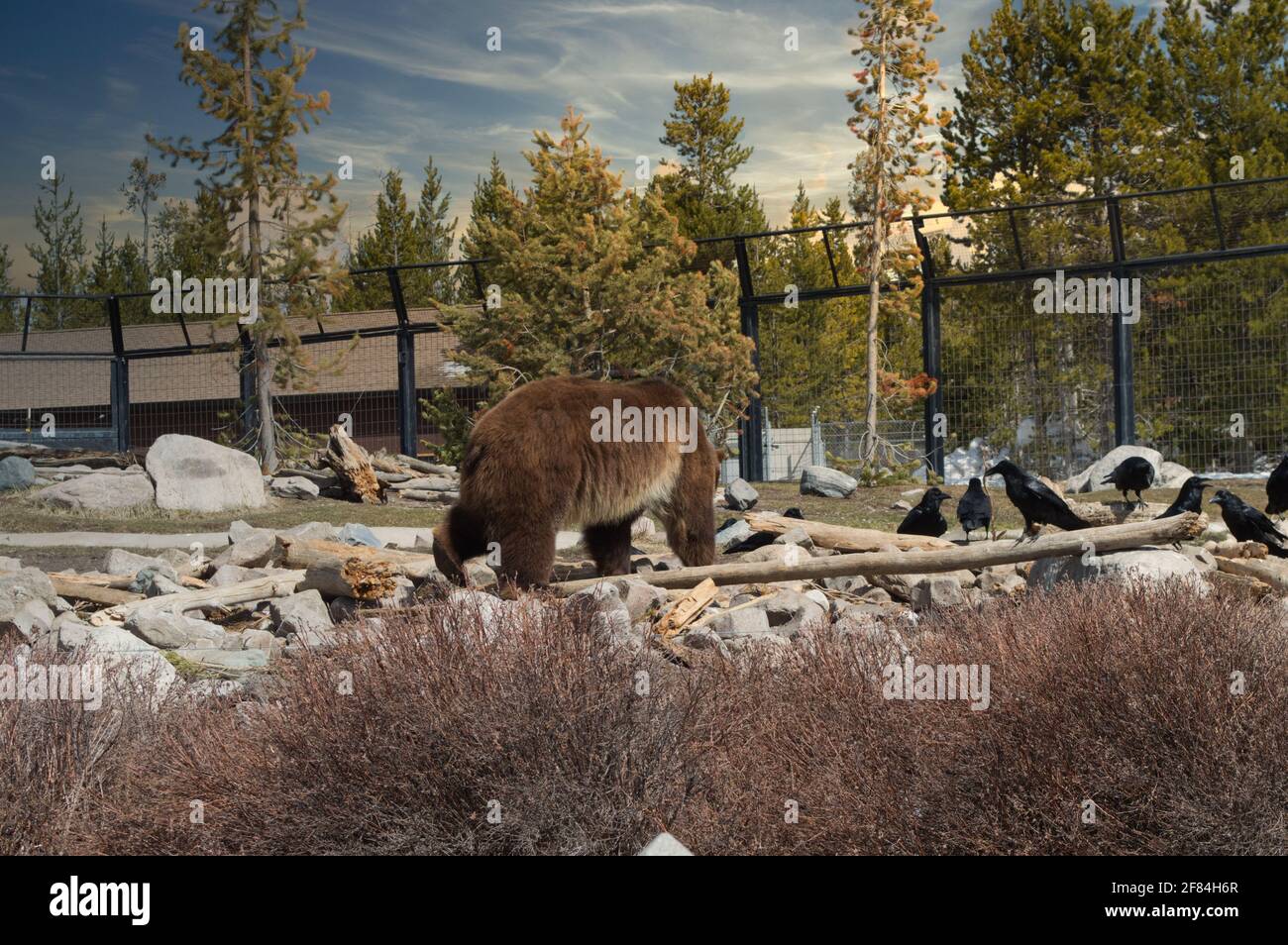 A brown bear and a flock of black crows in a zoo Stock Photo - Alamy
