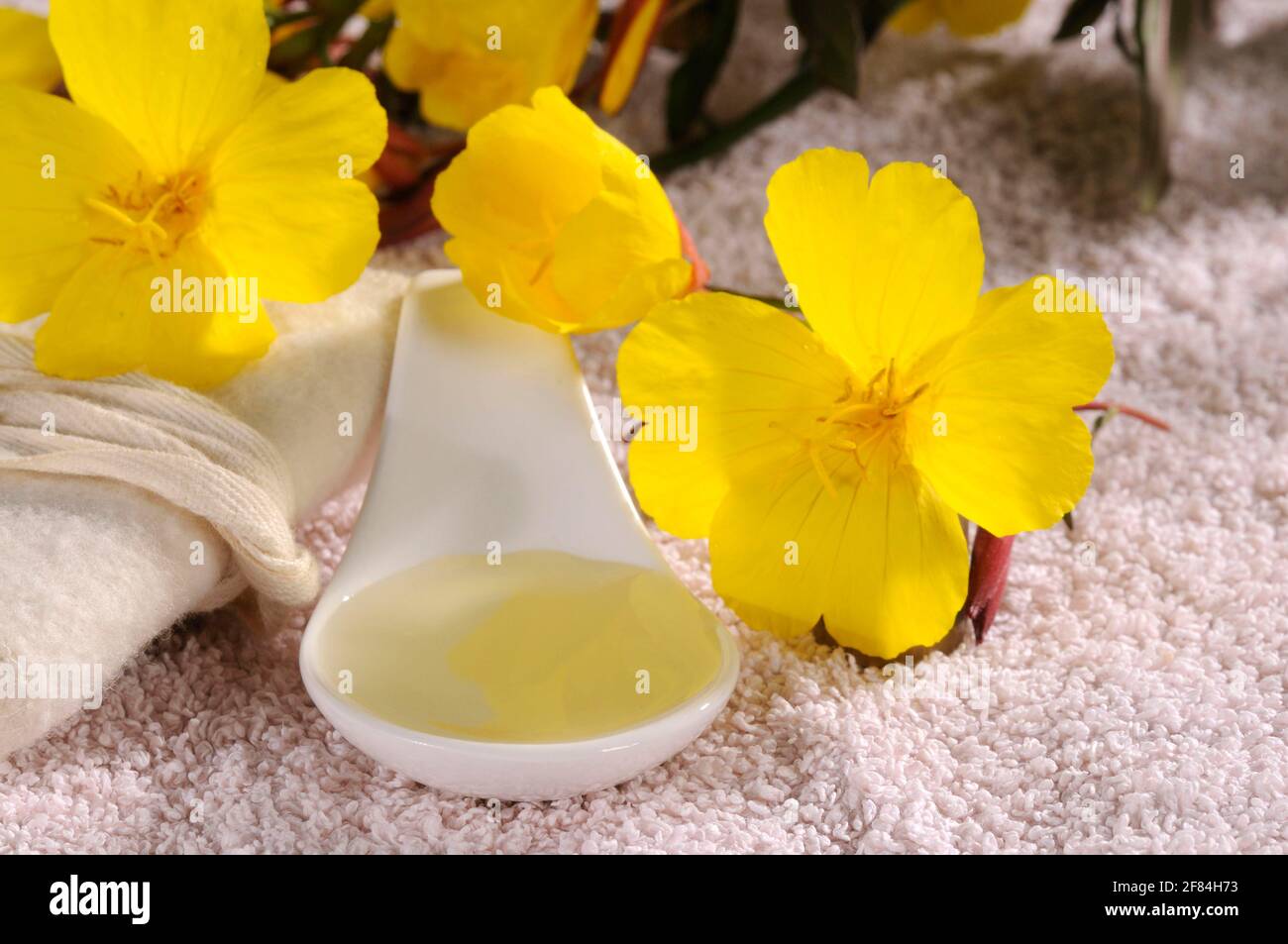 Evening primrose oil (Oenothera biennis), evening primrose, evening ...