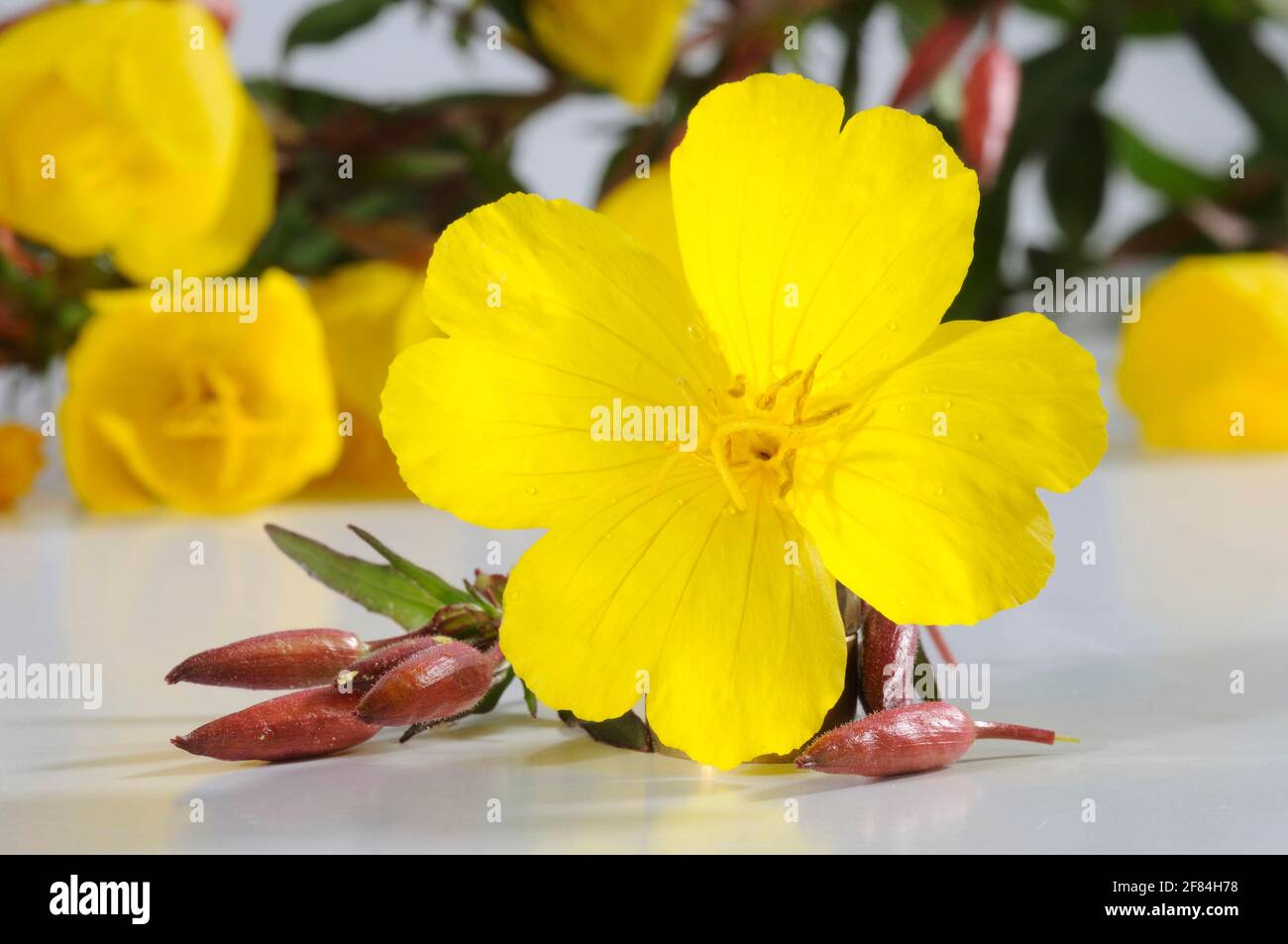 Common evening primrose or Evening star (Oenothera biennis Stock Photo ...