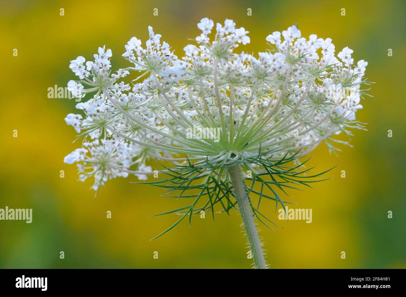 Daucus Carota Carota