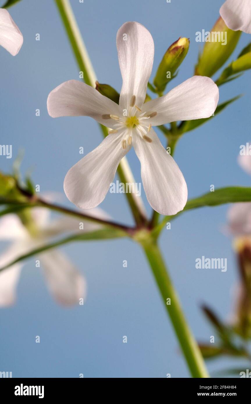 Saponaria Root High Resolution Stock Photography and Images - Alamy