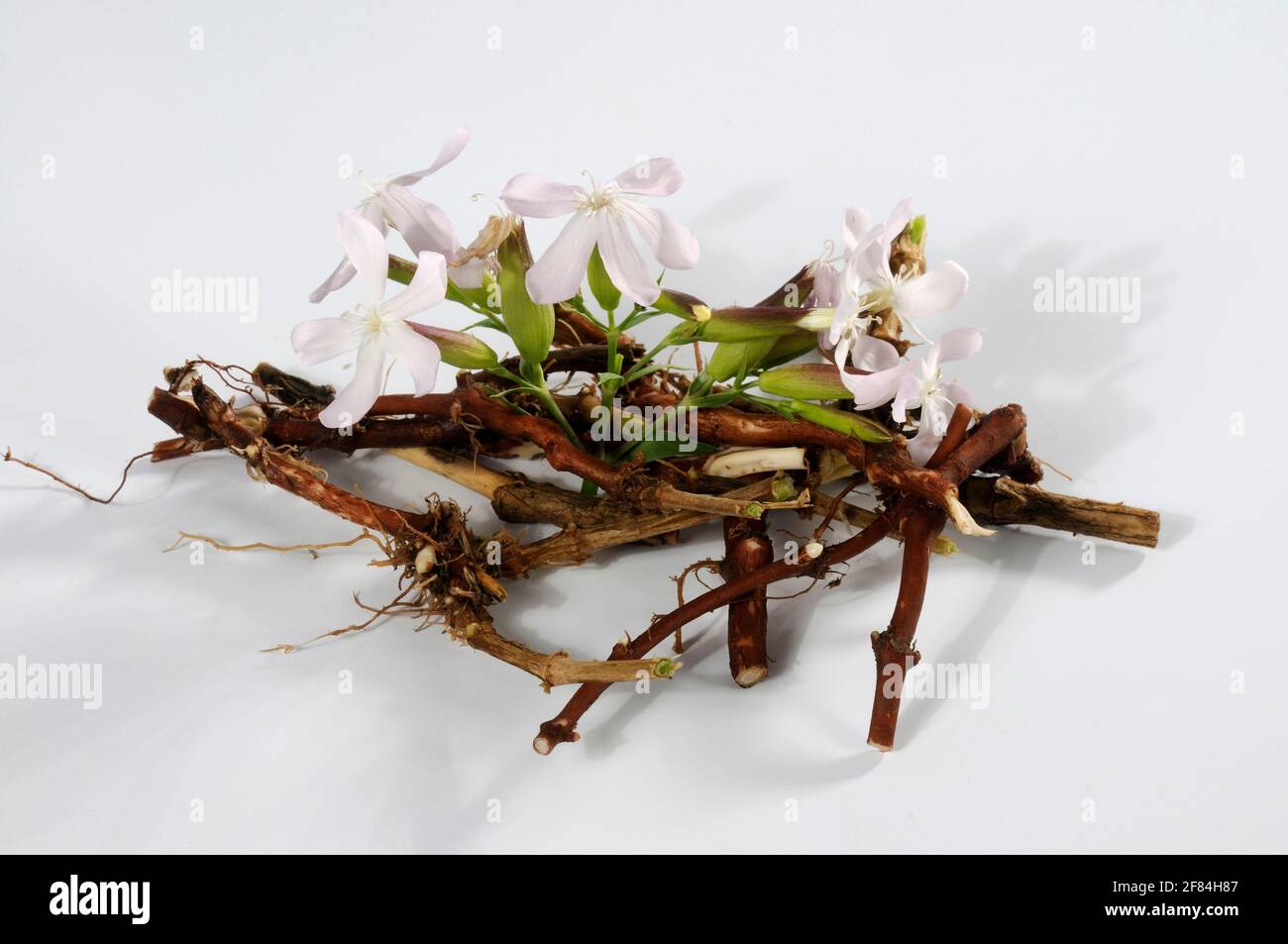 Soap Root (Saponaria officinalis), Soapwort, Soaproot, Waxroot, Common ...