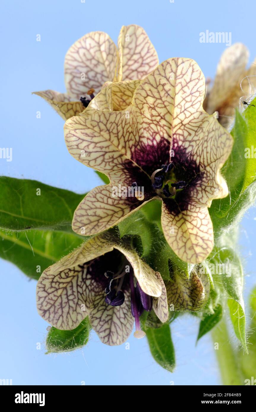 Black henbane hi-res stock photography and images - Alamy