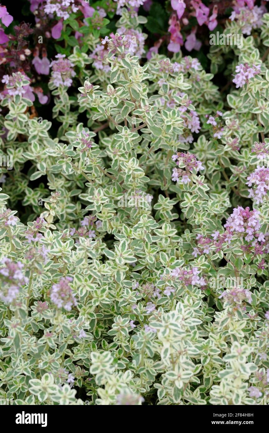 Lemon thyme Silver Queen (Thymus citridorius), Thyme Stock Photo - Alamy