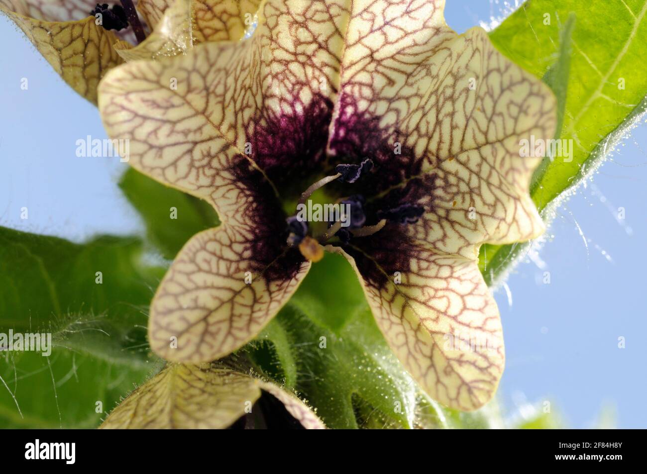 Black henbane (Hyoscyamus niger Stock Photo - Alamy