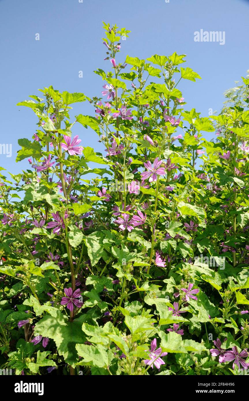 Wild mallow, great cheese poplar (Malva sylvestris Stock Photo - Alamy