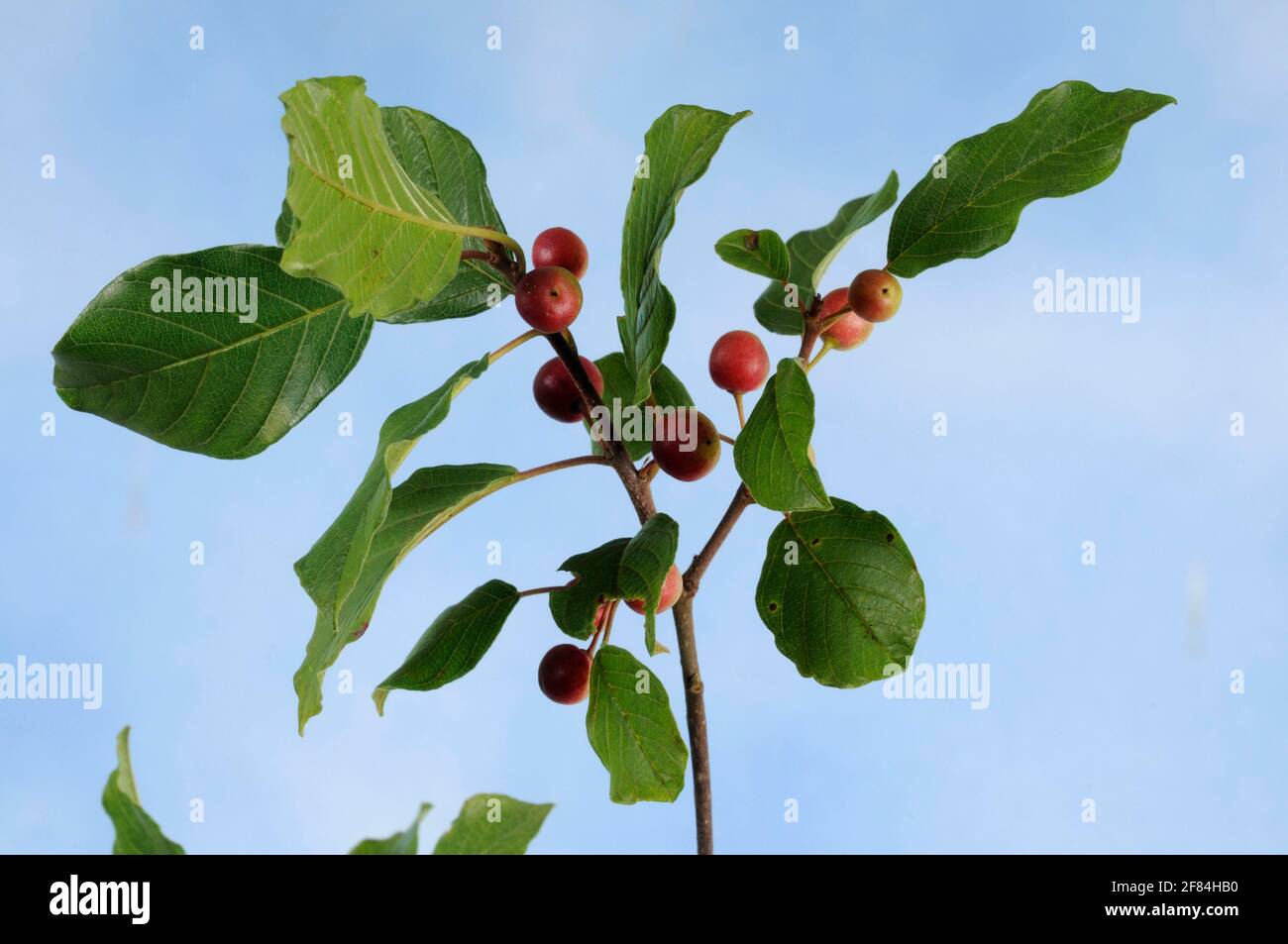 Alder buckthorn tree hi-res stock photography and images - Alamy