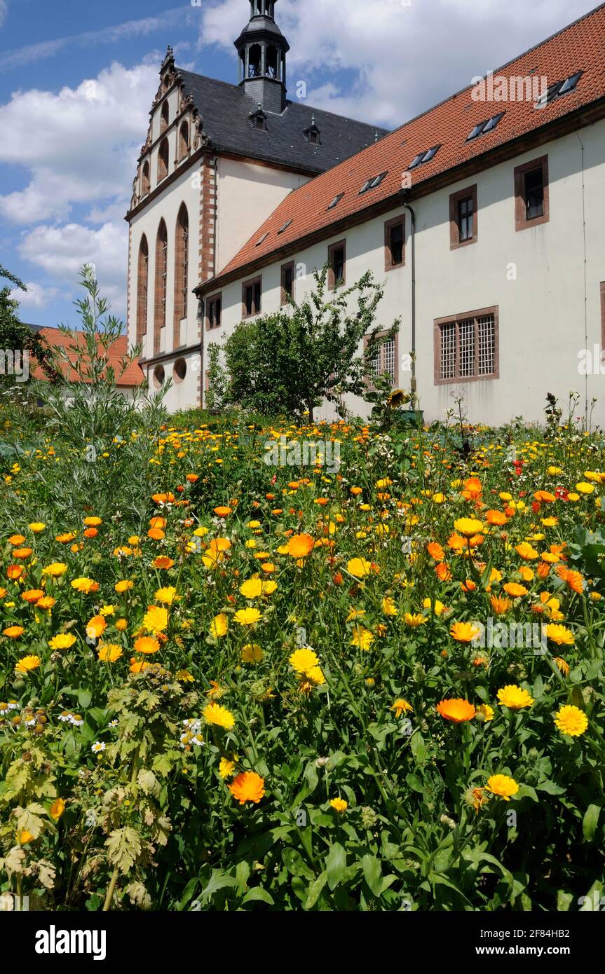 Common marigold, monastery garden, monastery Fulda, Fulda, Hesse ...