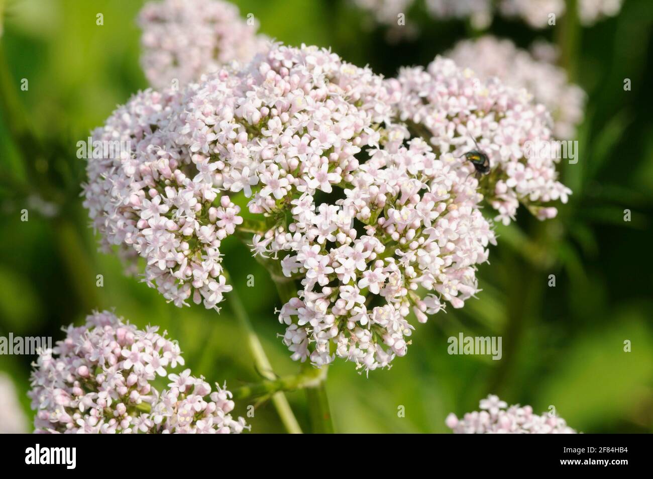 True Valerian (Valeriana officinalis Stock Photo - Alamy
