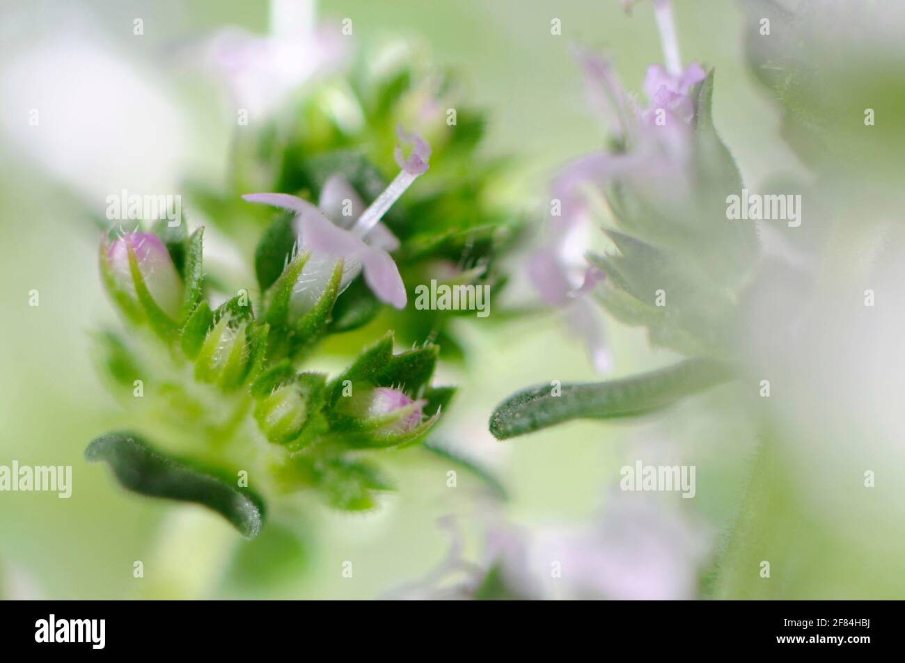 Broad-leaved thyme (Thymus pulegioides Stock Photo - Alamy