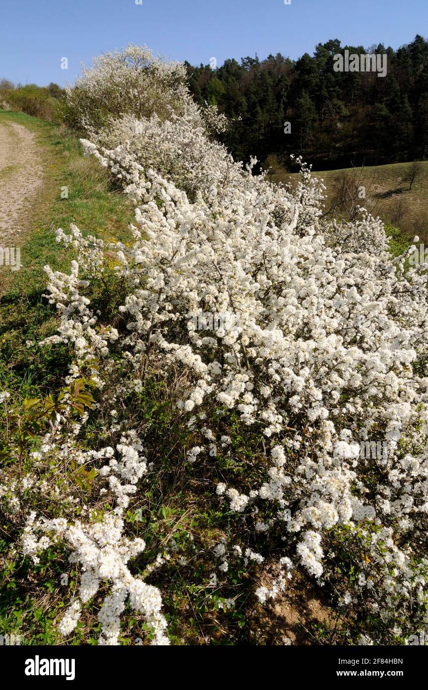 Blackthorn, Blackthorn (Prunus spinosa), Sloe hedge, Blackthorn hedge ...