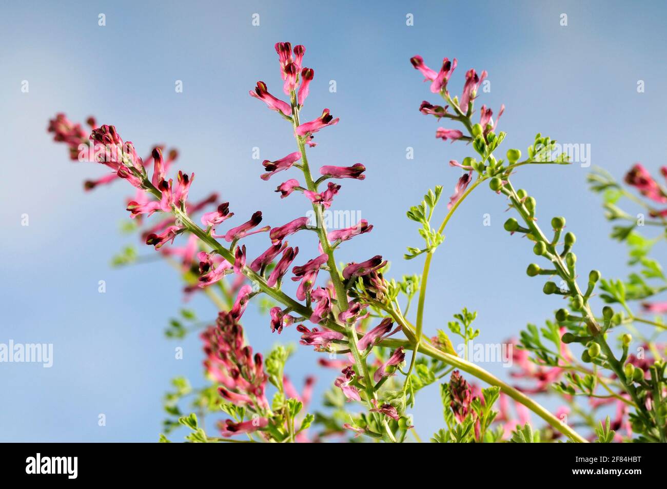 Common (Fumaria officinalis) Fumitory Stock Photo - Alamy