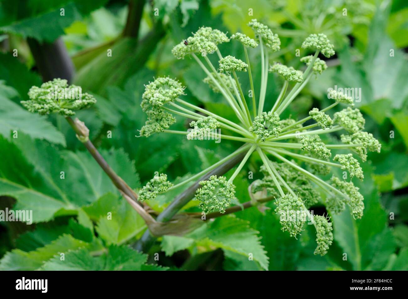Genuine angelica, medicinal angelica (Angelica archangelica Stock Photo ...