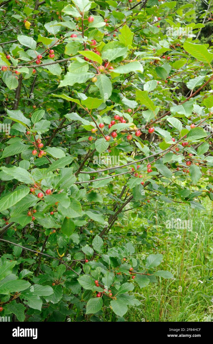 Alder buckthorn (Rhamnus frangula), buckthorn family (Rhamnaceae Stock ...