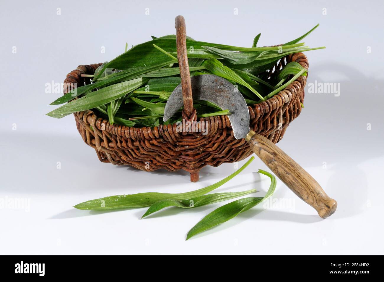 Ribwort plantain (Plantago lanceolata), basket, baskets, knife, sickle ...