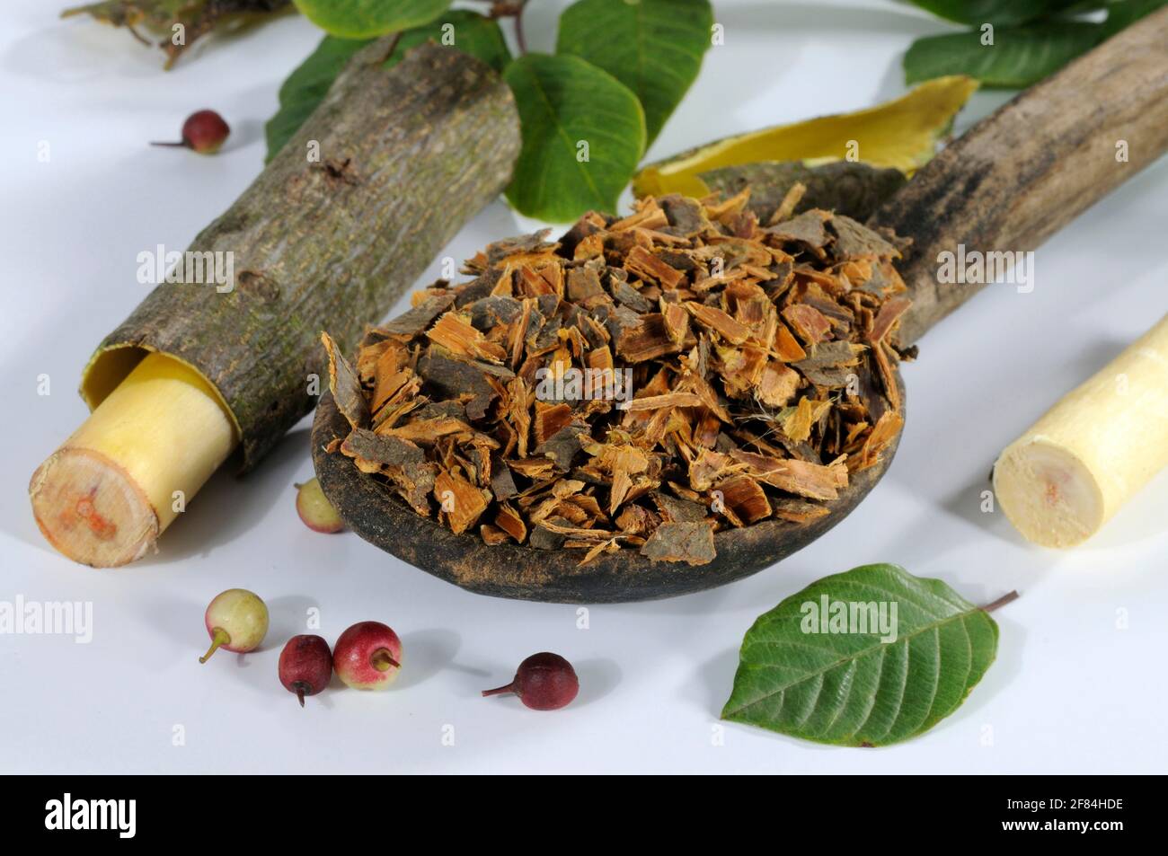 Alder buckthorn (Rhamnus frangula) Saprophyte bark, buckthorn ...