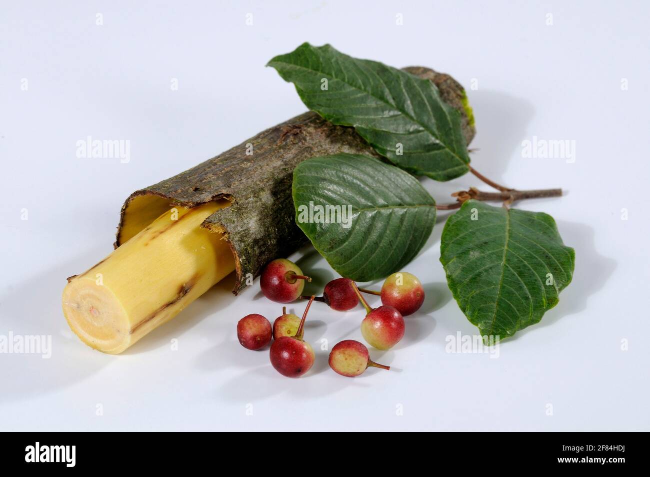 Alder buckthorn (Rhamnus frangula) Saprophyte bark, buckthorn ...