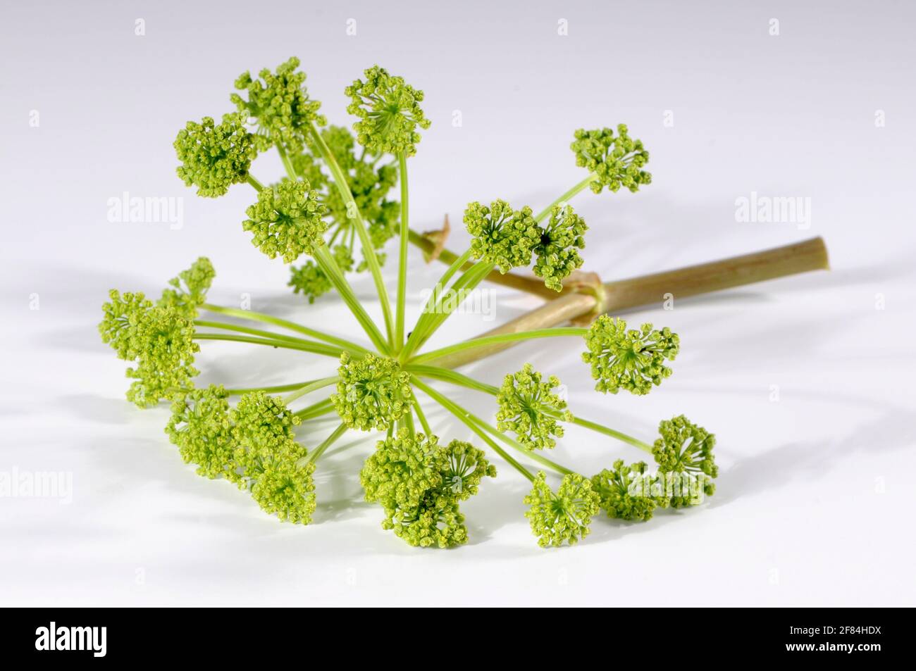 Genuine angelica, medicinal angelica (Angelica archangelica Stock Photo ...