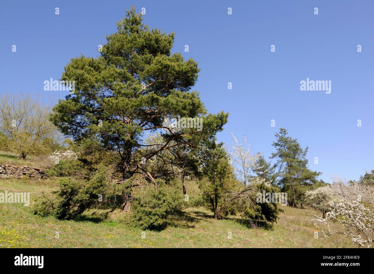 Pine, Scots pine (Pinus sylvestris Stock Photo - Alamy