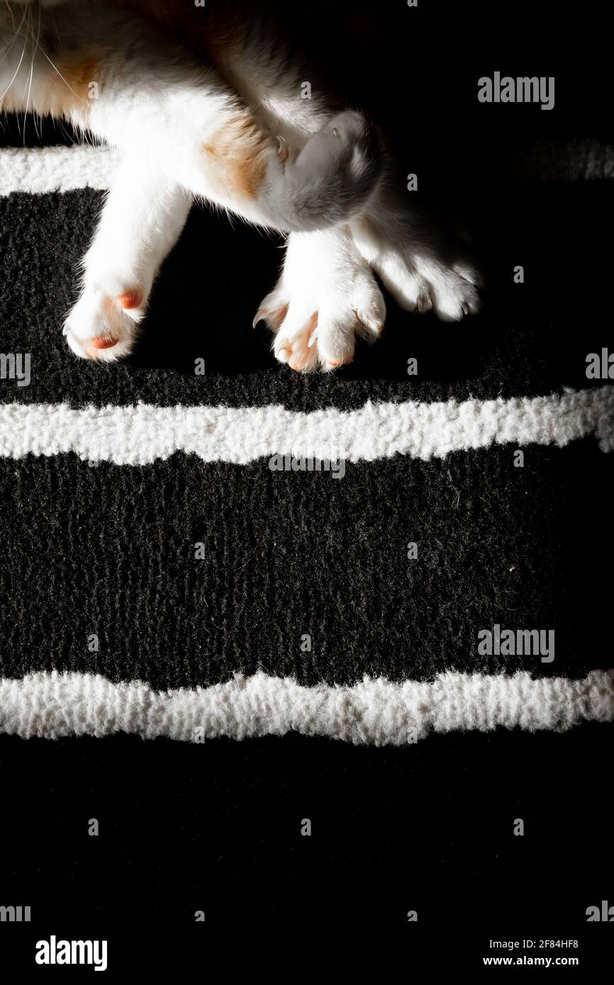 Cat feet hi-res stock photography and images - Alamy