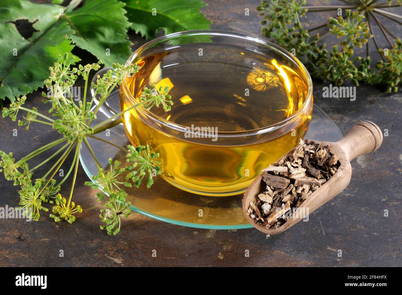 Genuine angelica, cup of angelica root tea, medicinal angelica ...