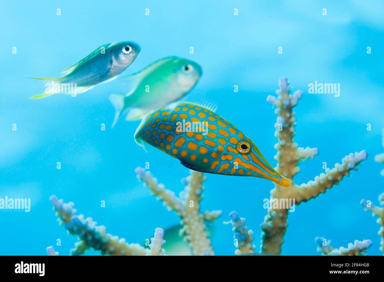 Beaked Leatherjacket (Oxymonacanthus longirostris), Thaa Atoll ...