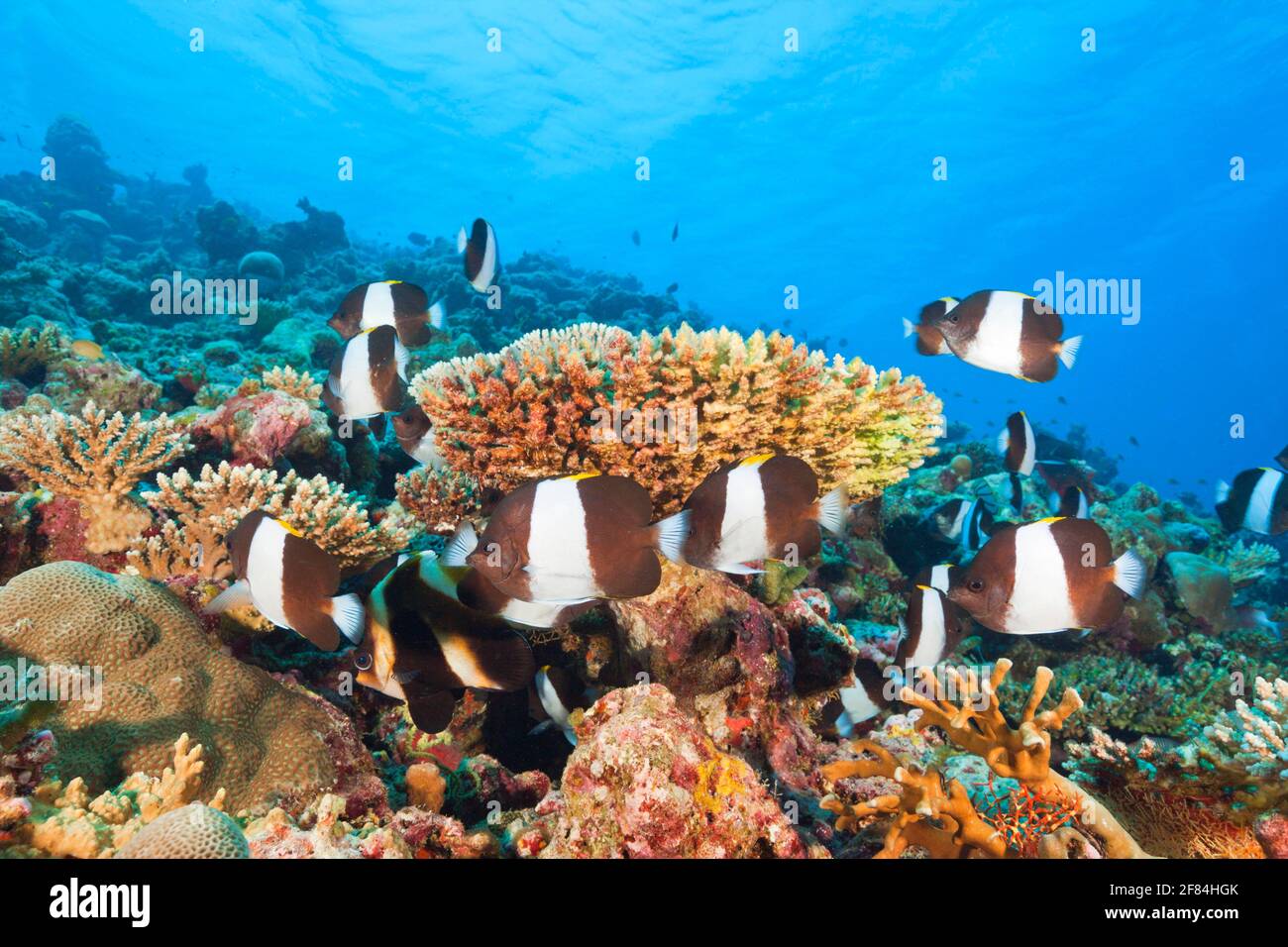 Black Pyramid Butterflyfish, Thaa Atoll, Maldives (Hemitaurichthys ...