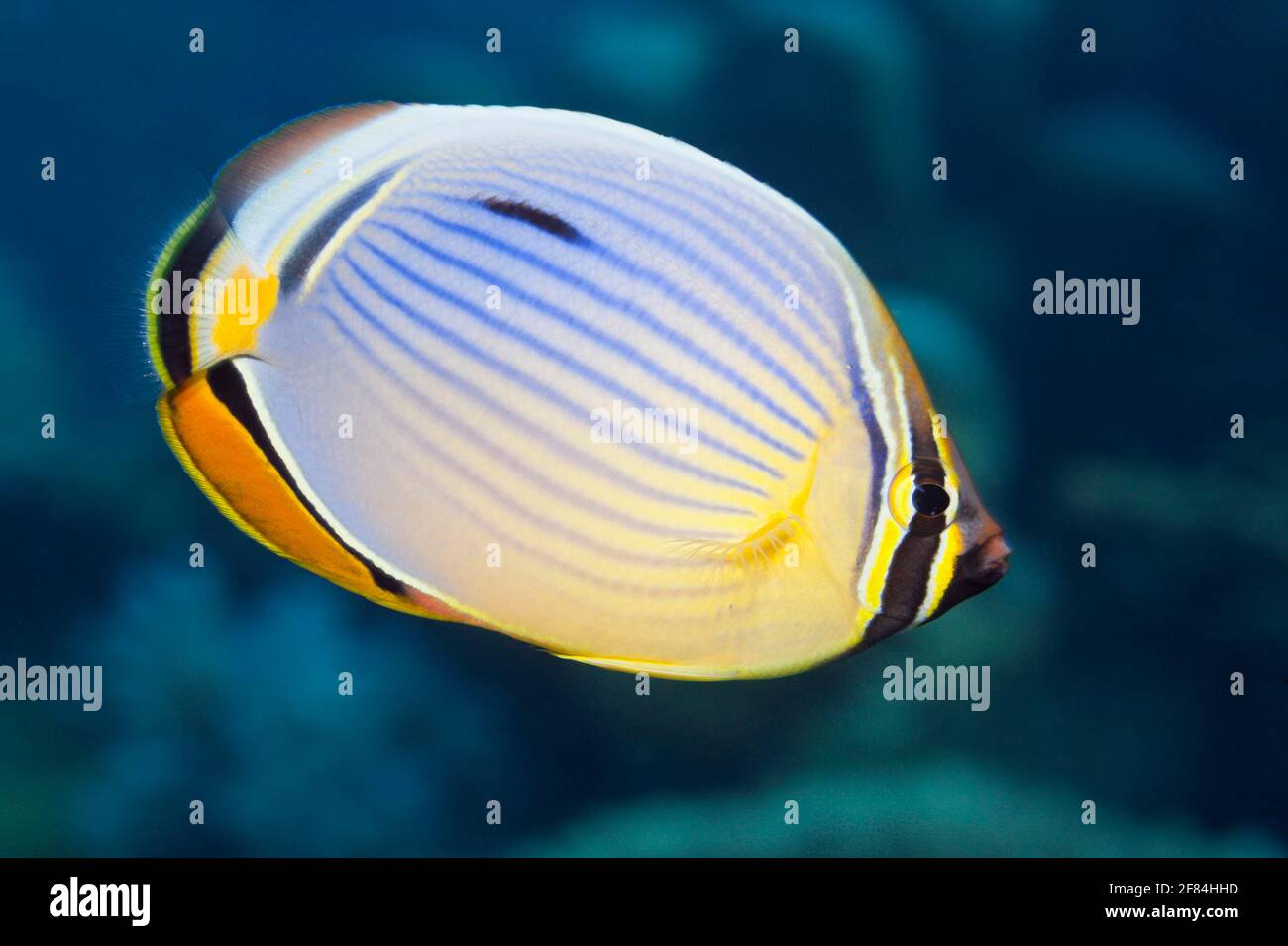 Redfin Butterflyfish, Thaa Atoll, Maldives (Chaetodon trifasciatus ...