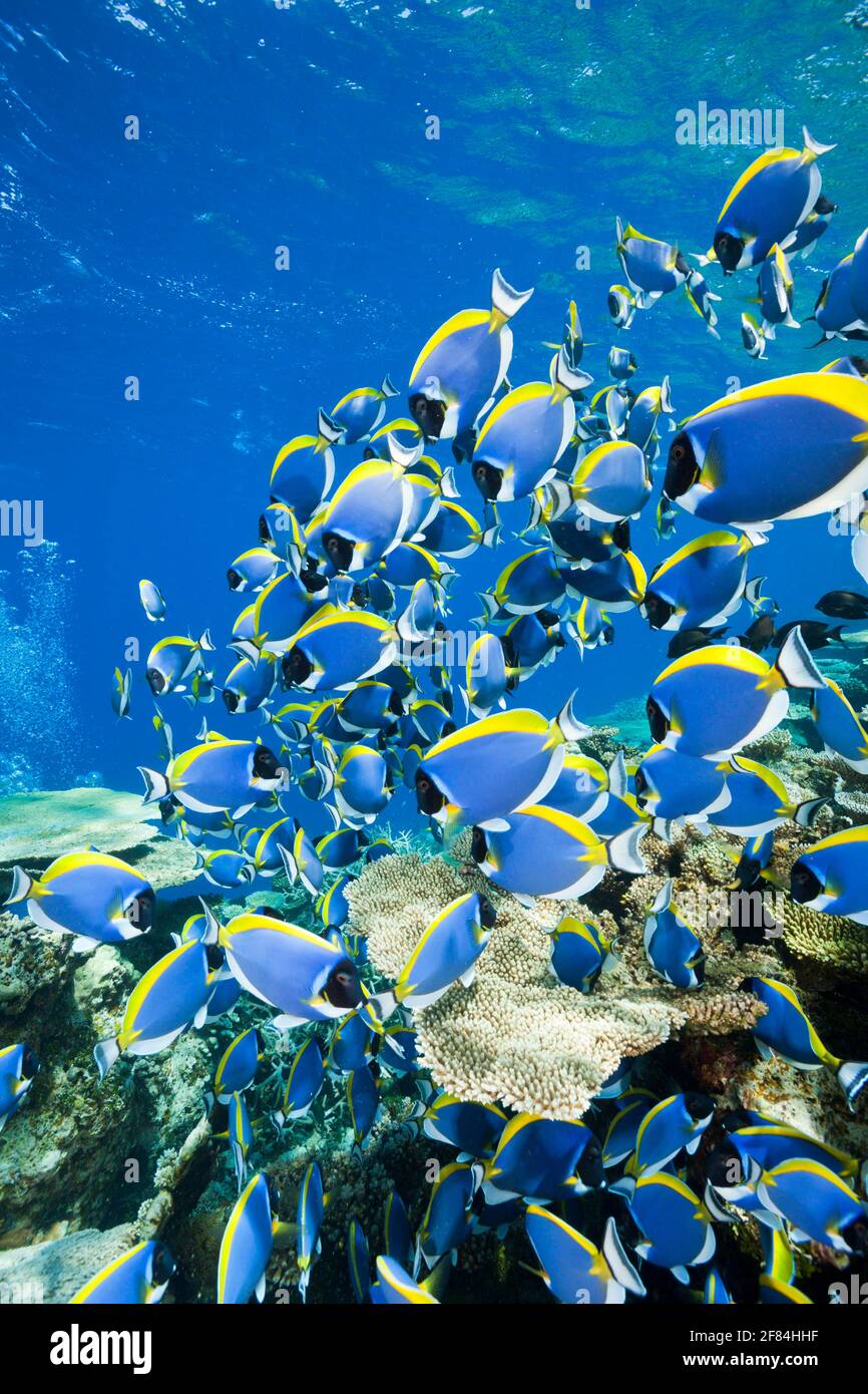 Powderblue Surgeonfish (Acanthurus leucosternon), Thaa Atoll, Maldives ...