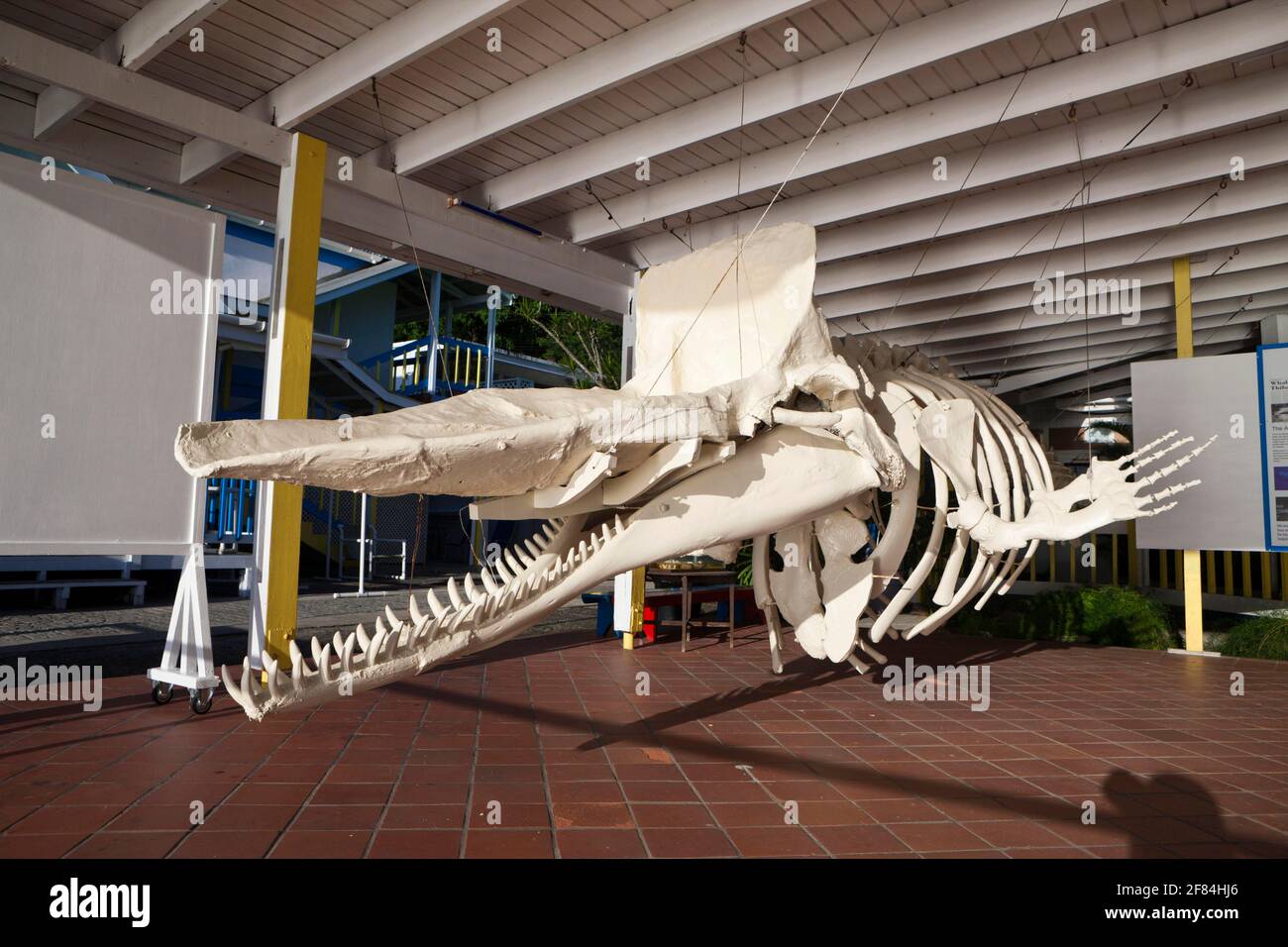 Sperm whale (Physeter macrocephalus), skeleton, Lesser Antilles ...