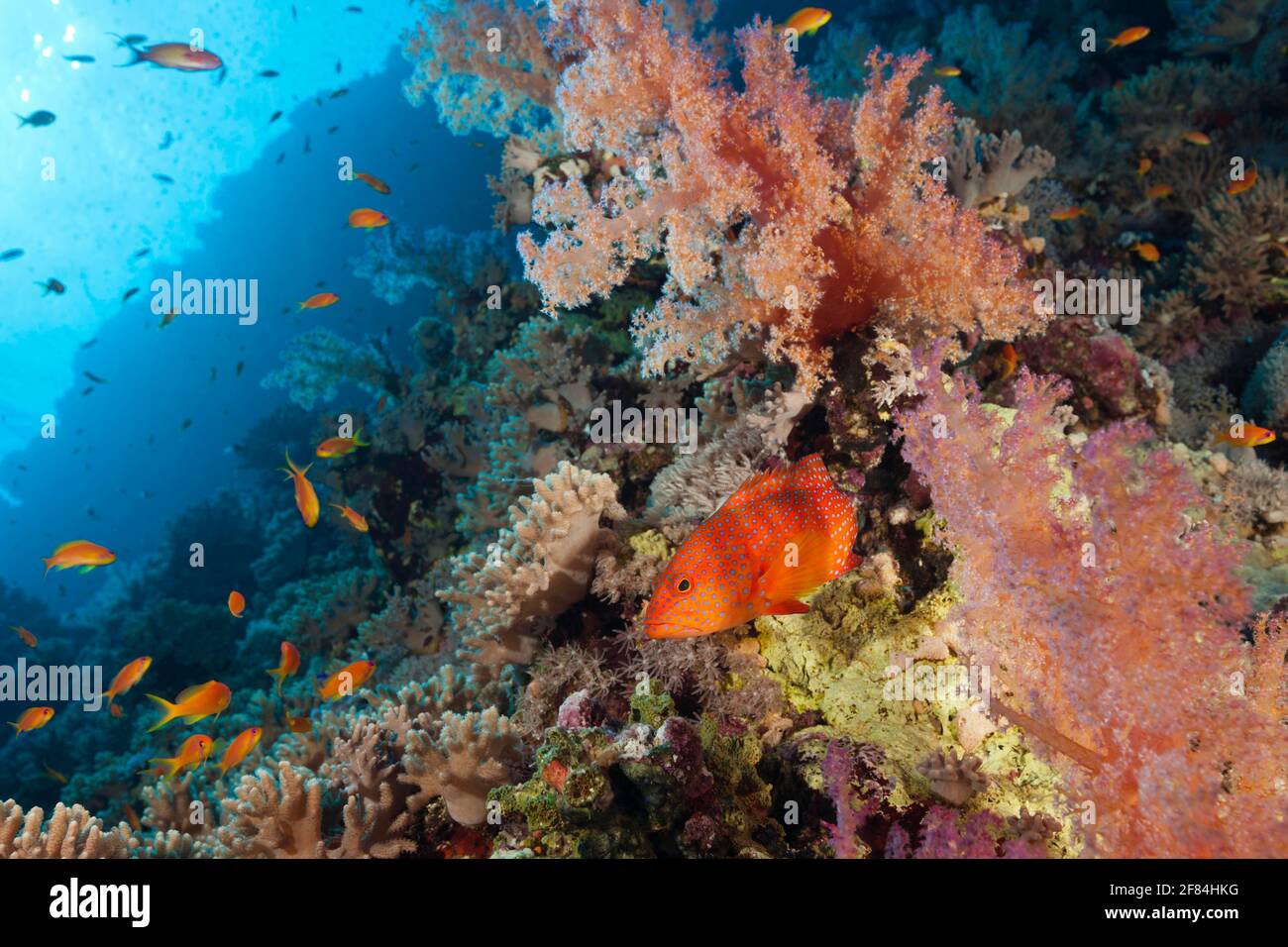 Vermillion fish hi-res stock photography and images - Alamy