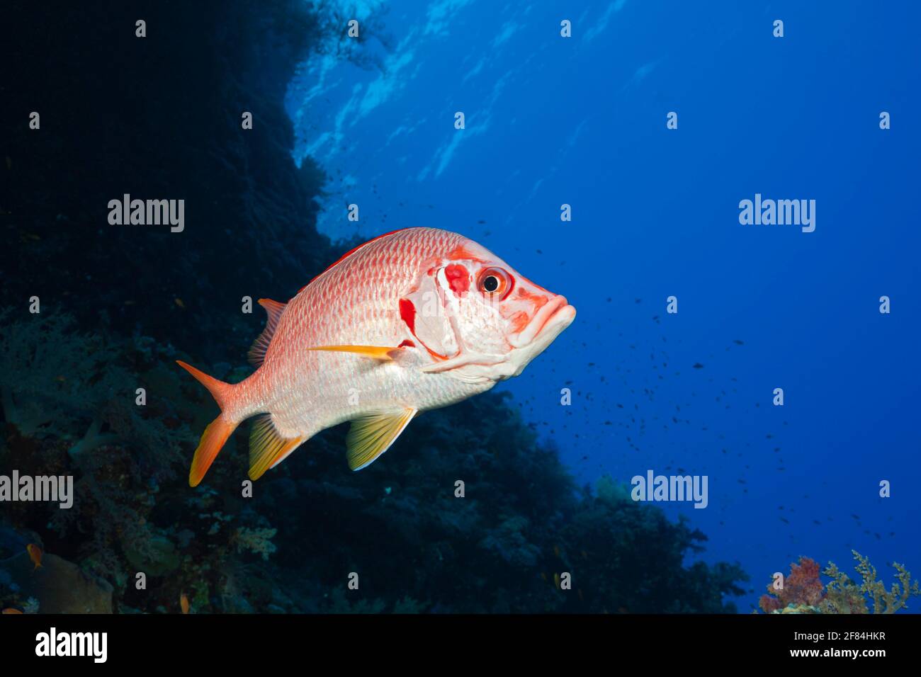 Saltwater Dogfish Poisonous
