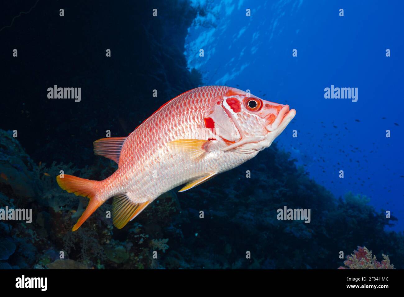 Saltwater Dogfish Poisonous