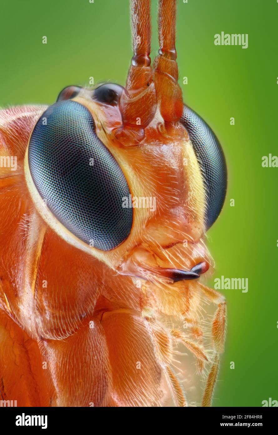 Portrait of an ichneumon fly (Ophion obscuratus Stock Photo - Alamy