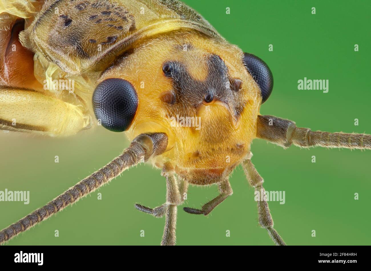 Portrait of a stonefly (Plecoptera Stock Photo - Alamy