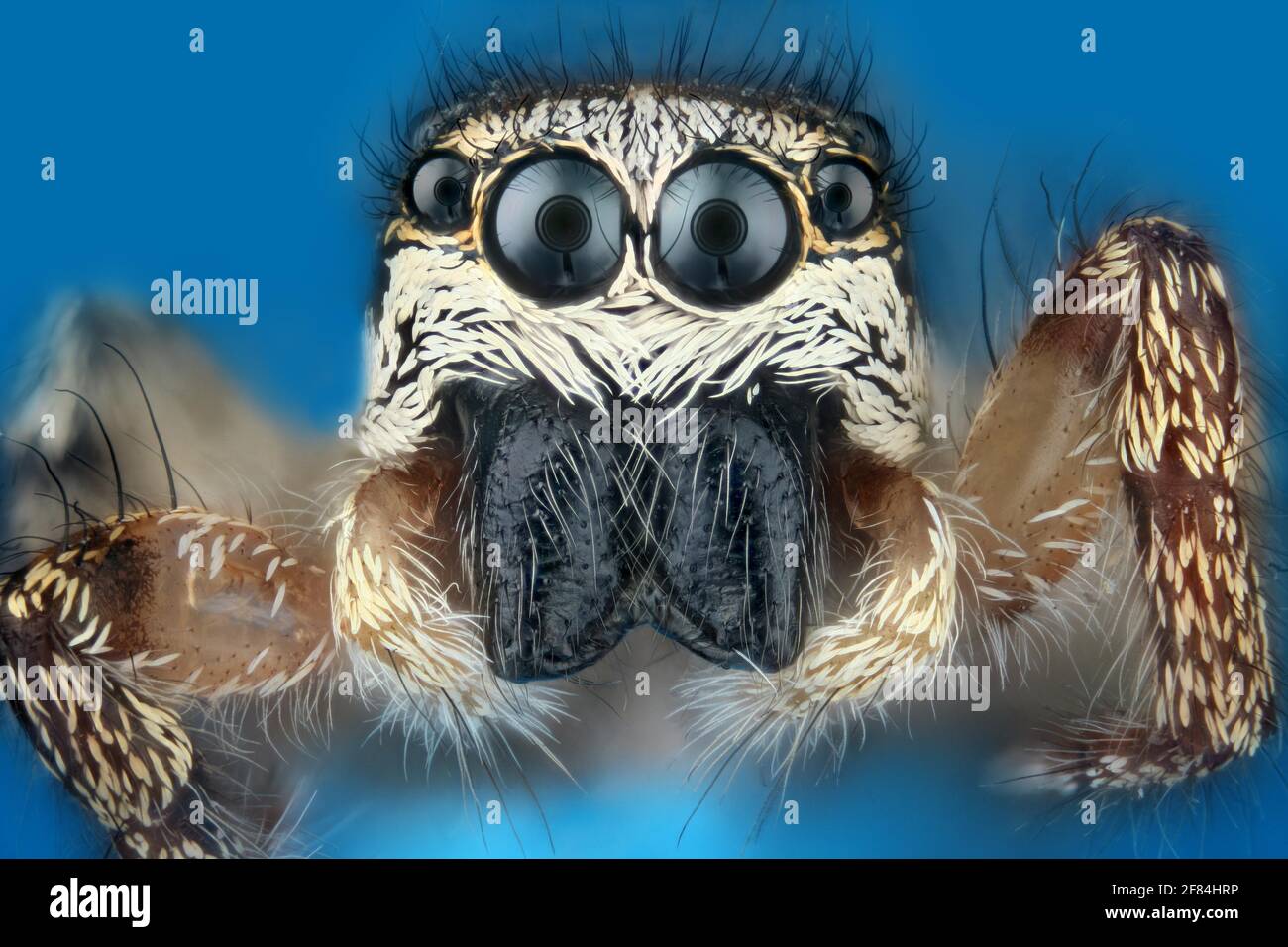 Zebra spider (Salticus scenicus Stock Photo - Alamy