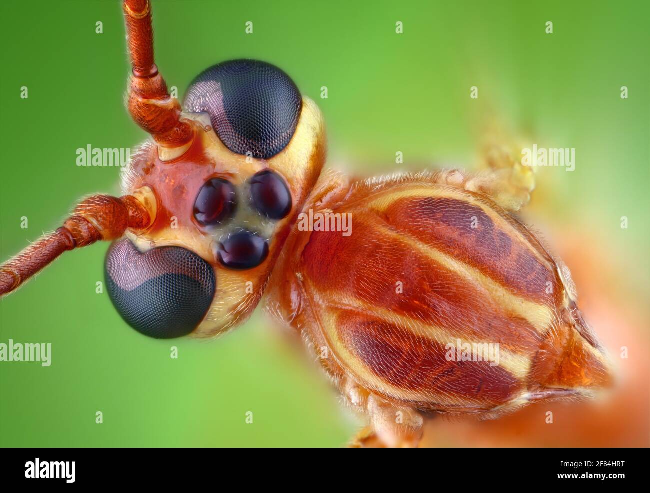 Head and thorax of an ichneumon fly (Ophion obscuratus) in dorsal view ...