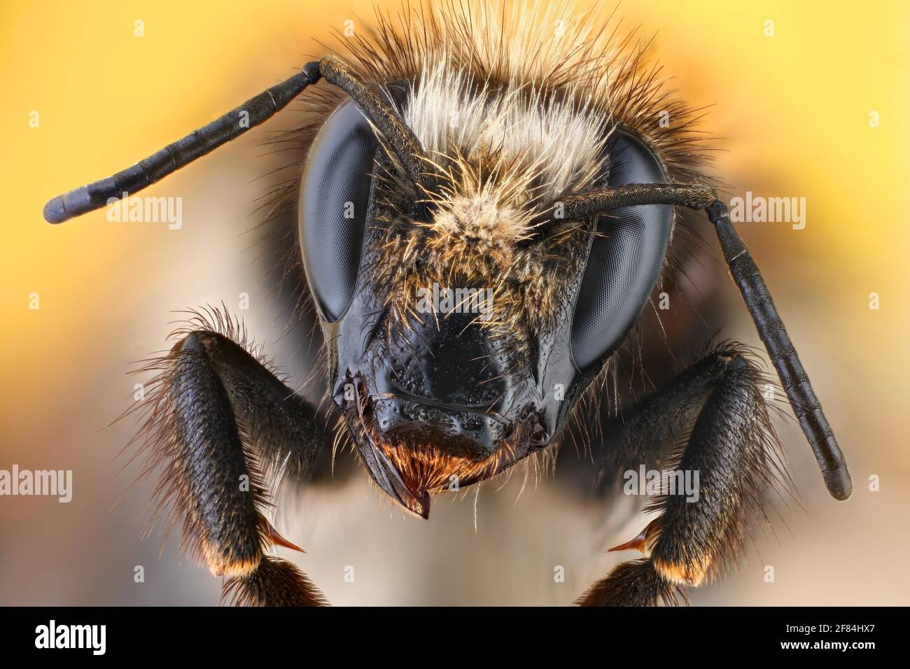 Bumblebee eyes hi-res stock photography and images - Alamy
