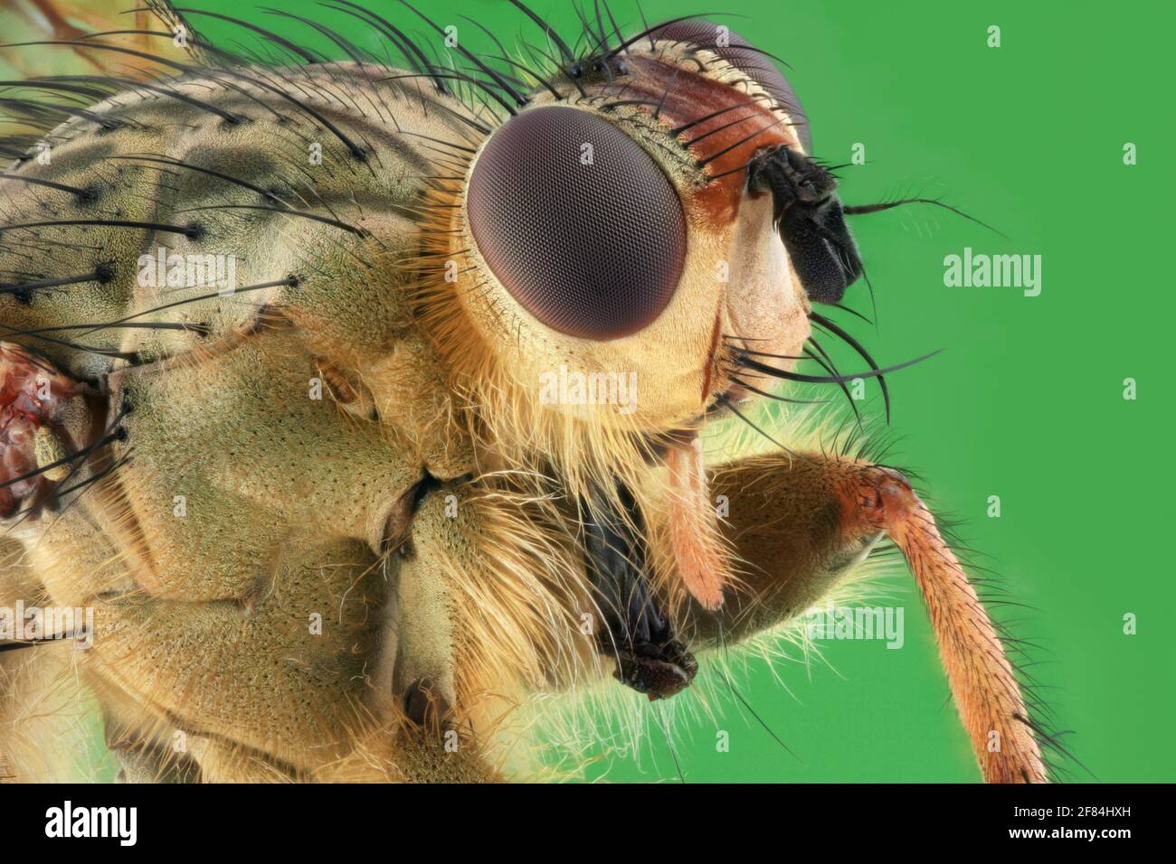 Head and thorax view hi-res stock photography and images - Alamy