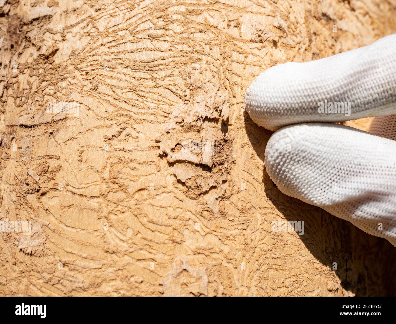Bark beetle tunnels hi-res stock photography and images - Alamy