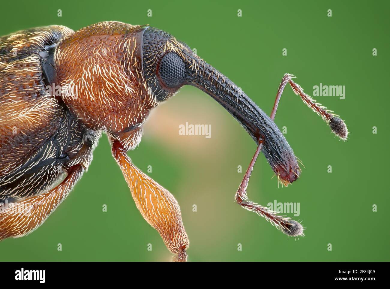 Weevil side profile hi-res stock photography and images - Alamy