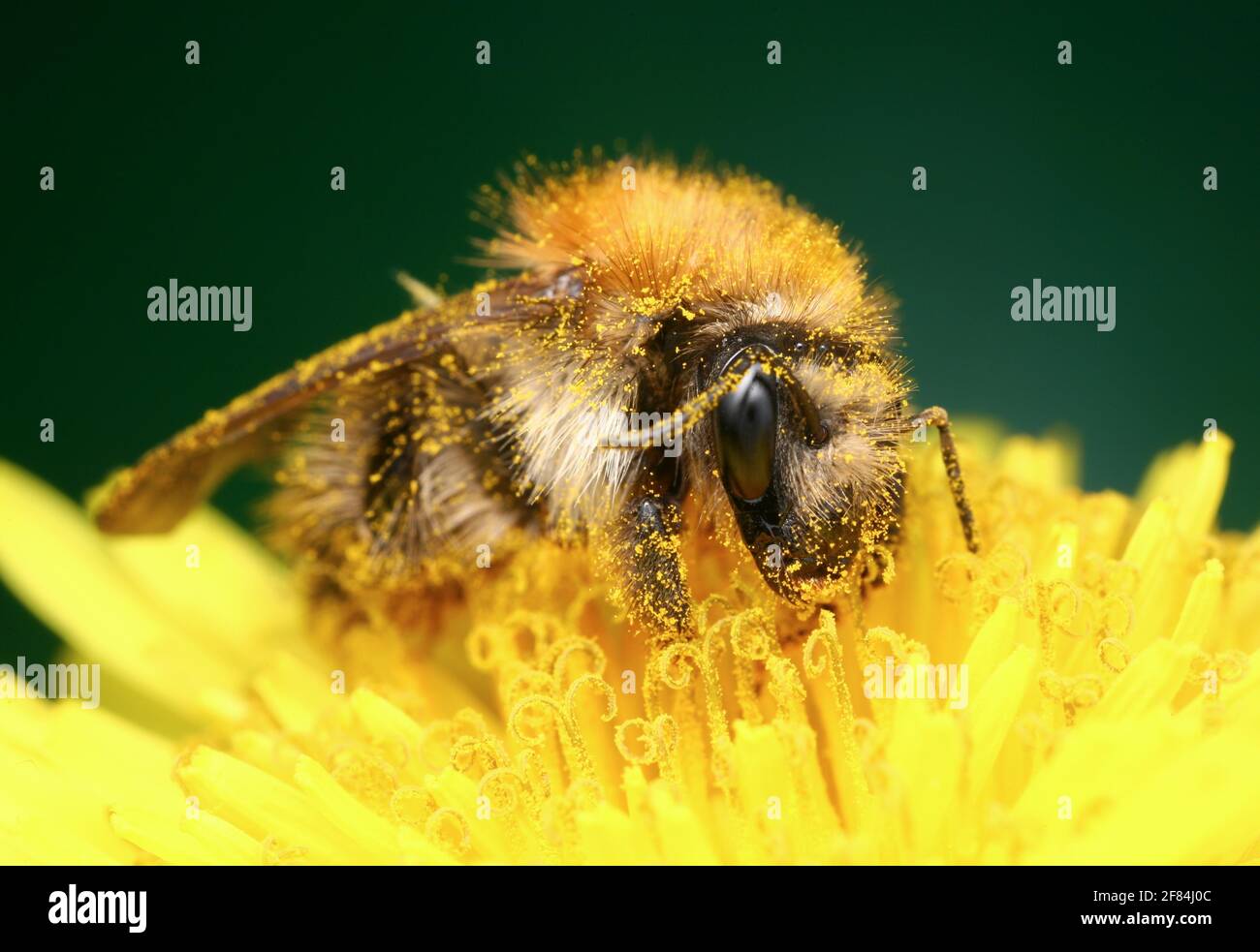 Bumblebee (Bombus pascuorum) full of pollen on yellow flower Stock ...