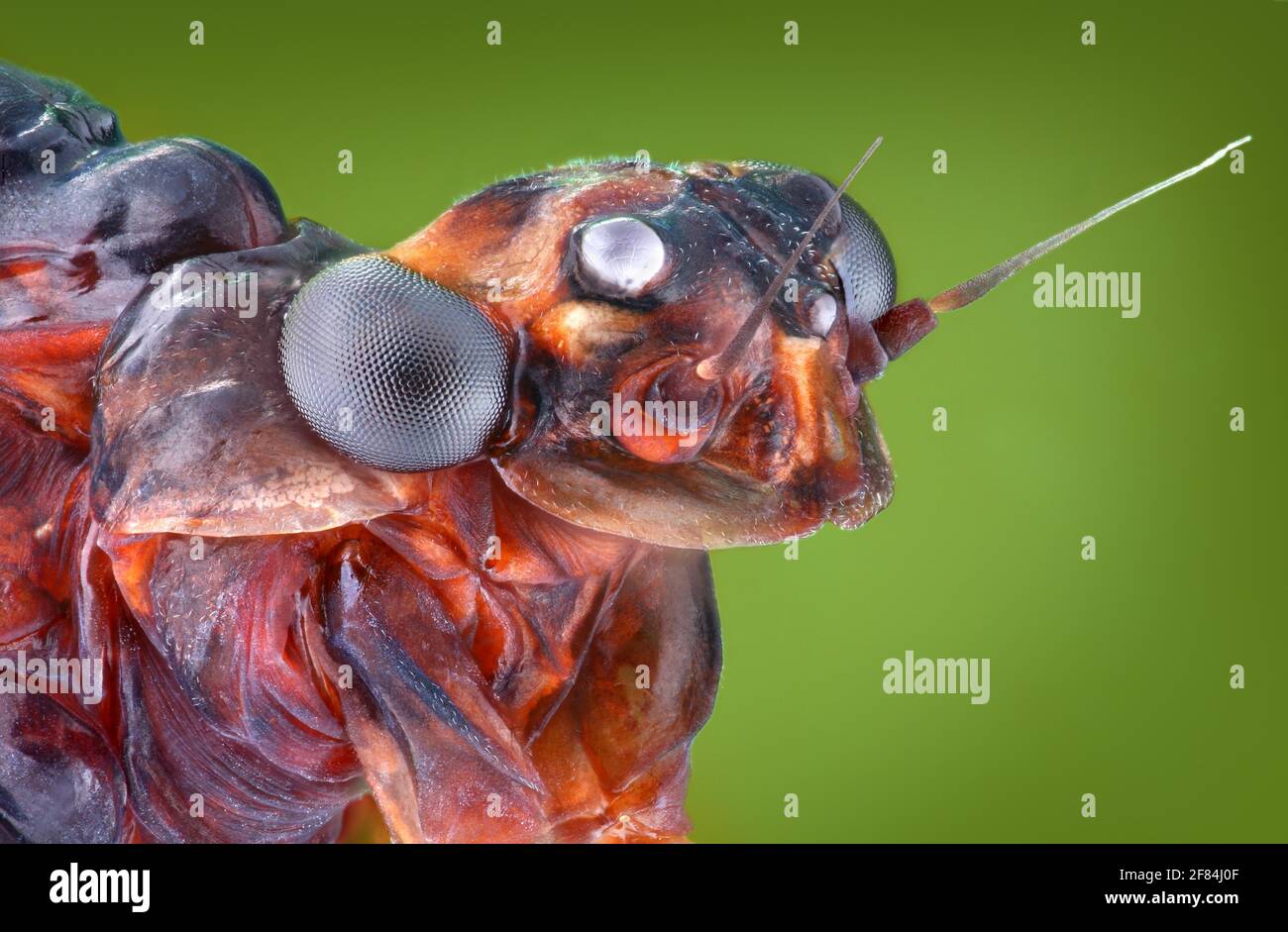 Head and thorax of a mayfly (Ephemeroptera Stock Photo - Alamy