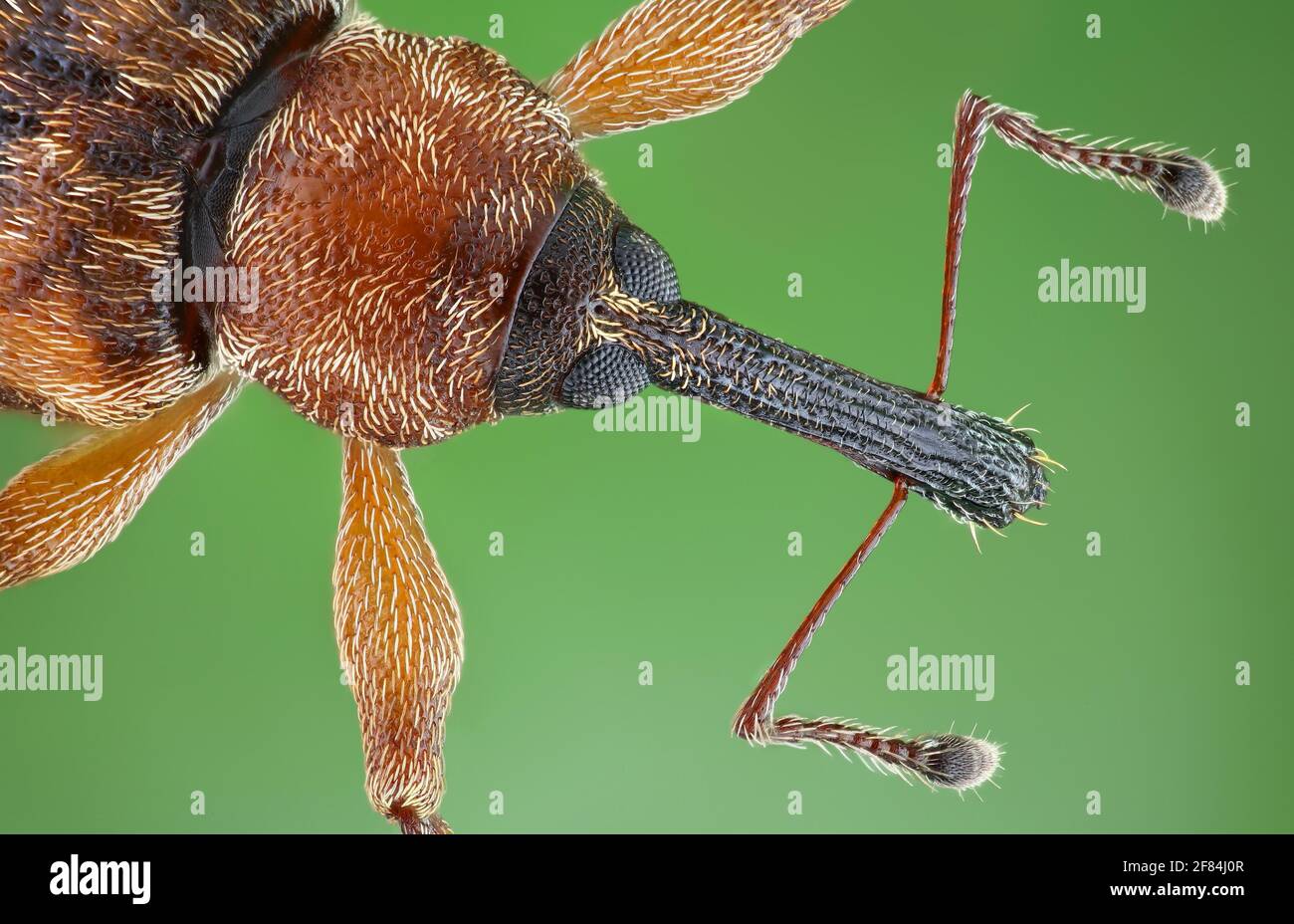 4 mm small weevil (Dorytomus Stock Photo - Alamy