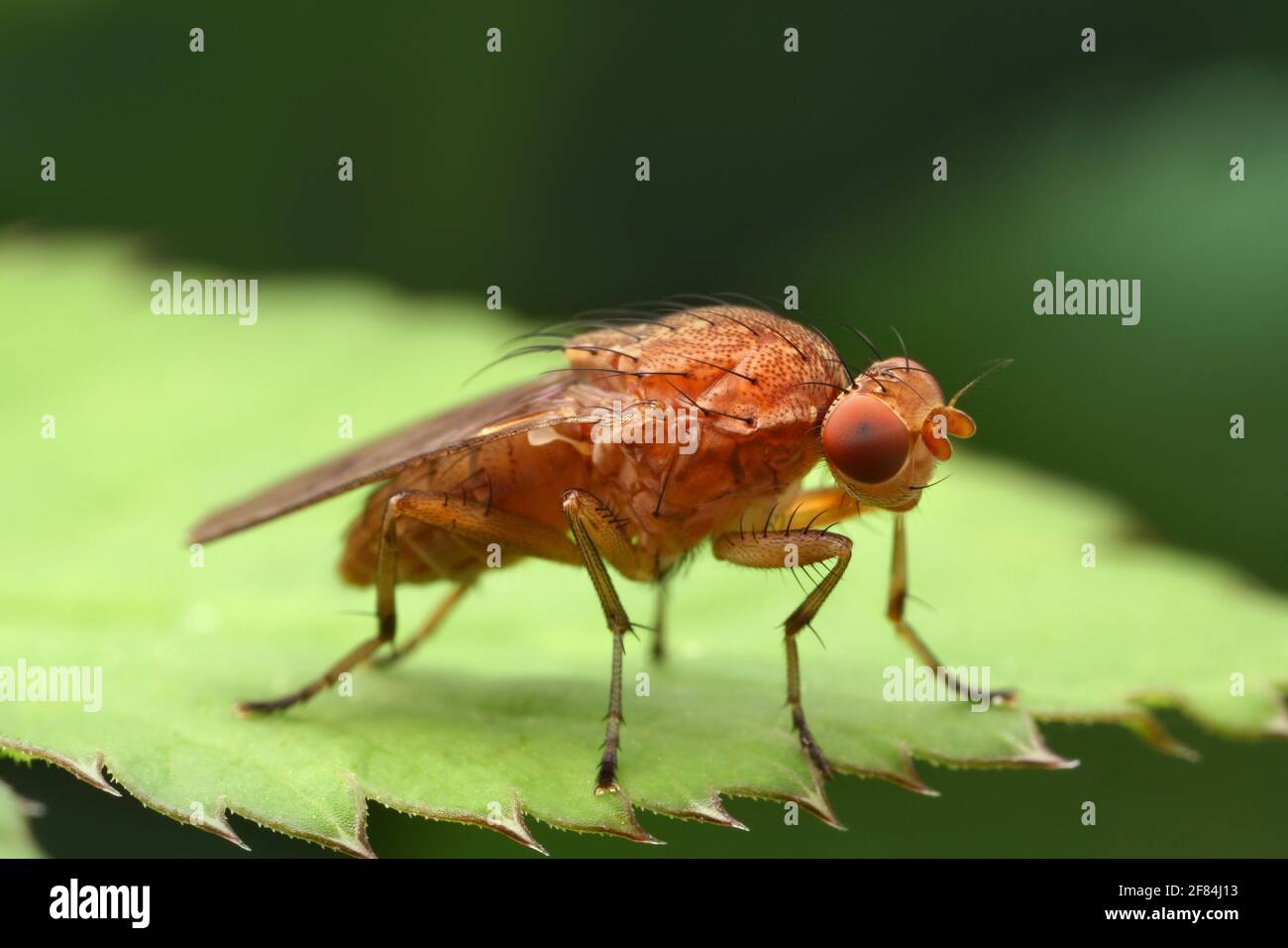 Side view of a dung fly (Scathophagidae) on a leaf Stock Photo - Alamy